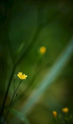 Yellow flower in the forest posters & prints by Brix Photo - Printler