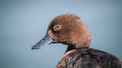 Vigg | Poster von Niklas Grenliden | Printler