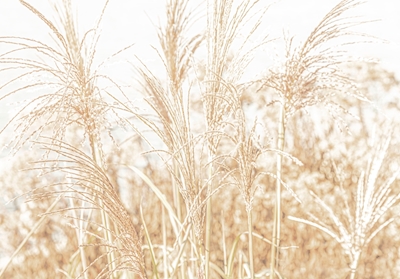 Reeds posters & prints by Eva Söderberg - Printler