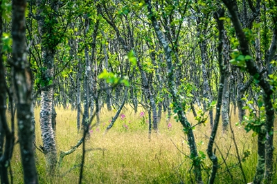 Birken-Labyrinth Poster von FELIPE MENZELLA | Printler