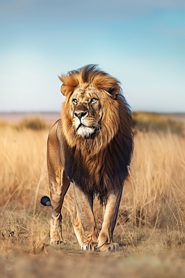 Monarch of the Plains - Lion posters & prints by Harmen van der Meijden ...