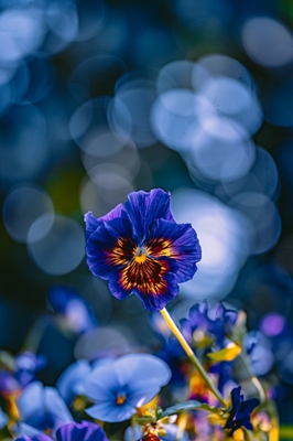 Purple Violet posters & prints by Elien Van Moerzeke - Printler