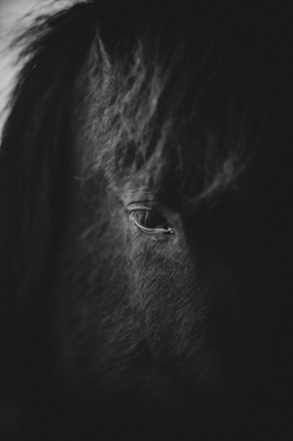 Der Isländer Poster von Sebastian Frick | Printler