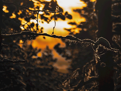 Balla all'alba poster & stampe di Ann-Mari Frank - Printler