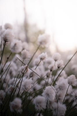 Delicate posters & prints by Ina Margret - Printler